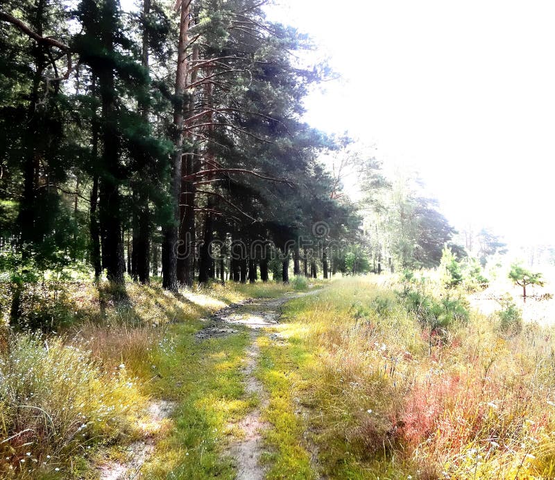 Foggy Dawn in the Forest in August Stock Image - Image of august ...