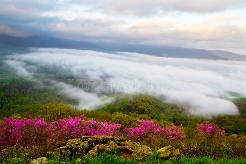 Foggy flower meadow stock photo. Image of natural, foggy - 5160334