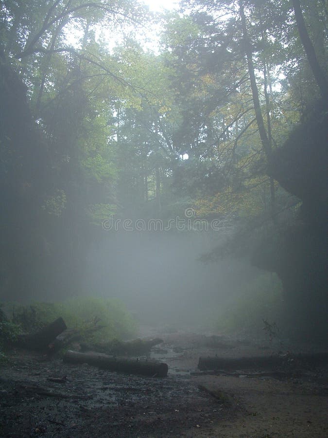 Foggy Forest stock image. Image of moist, foggy, indiana - 1998377