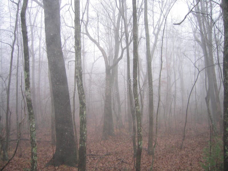 11,431 Tennessee Forest Stock Photos - Free & Royalty-Free Stock Photos ...