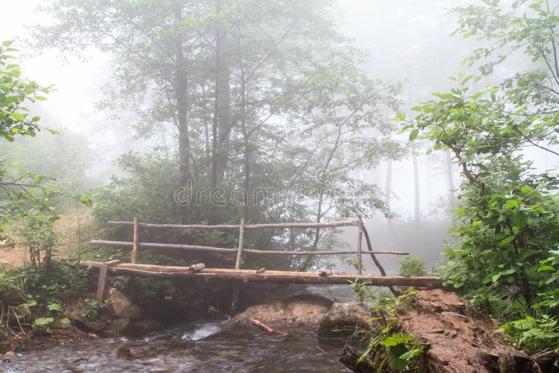 Foggy Forest and Bridge Over Stream Stock Image - Image of natural ...