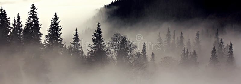 Foggy forest - depression stock photo. Image of solitaire - 24982816