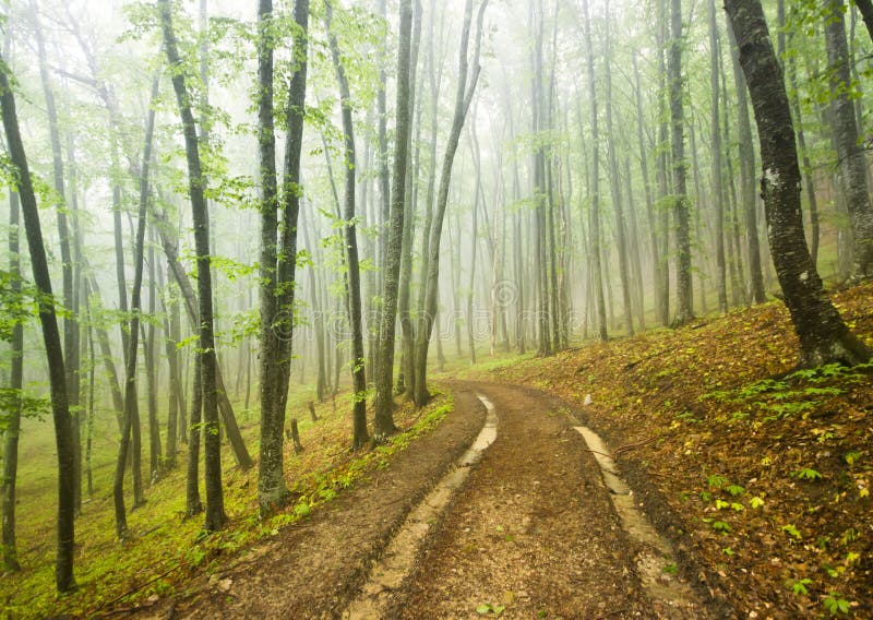 Foggy Forest with Dirt Road Stock Image - Image of leaf, darkness: 61167275
