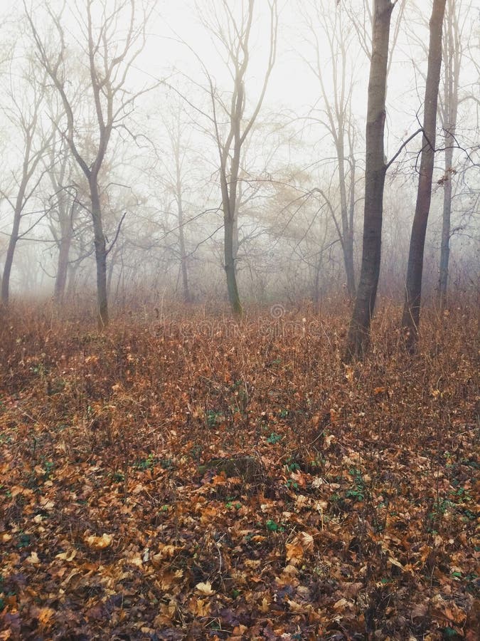 Foggy forest on a dull day stock image. Image of mist - 166733409