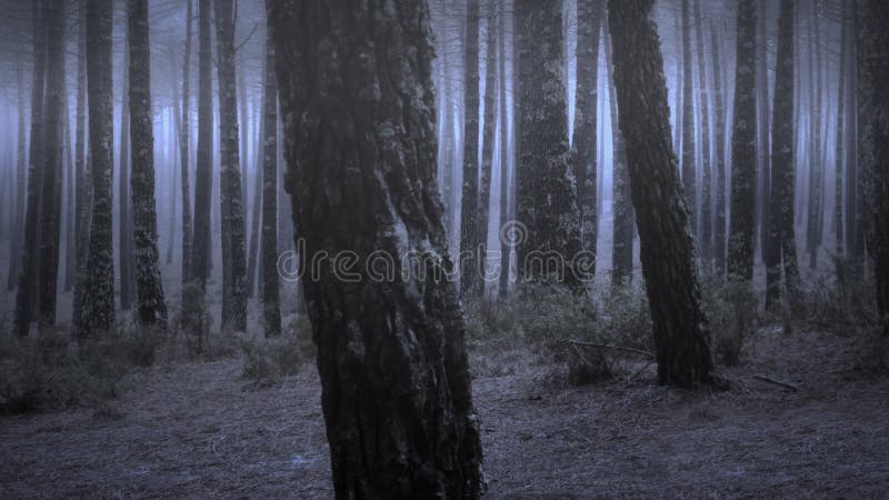 Foggy forest at dusk stock photo. Image of forest, fantasy - 213768858