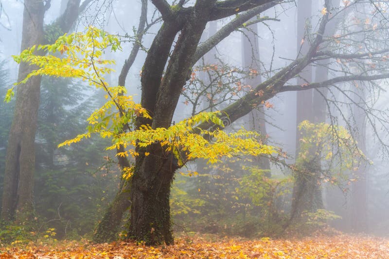 Foggy Forest Fall Colors in Forest Park Portland Oregon Stock Image ...