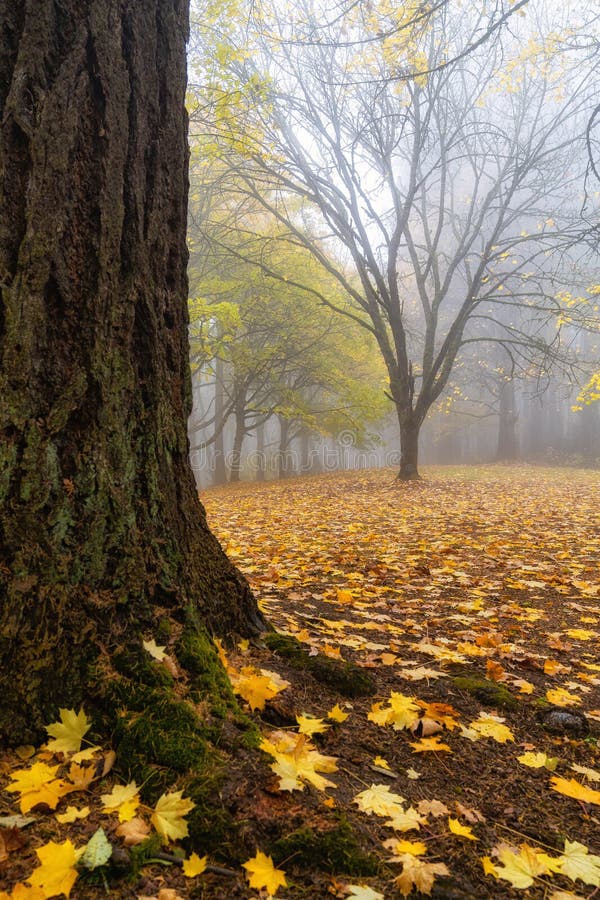 Foggy Forest Fall Colors in Forest Park Portland Oregon Stock Photo ...