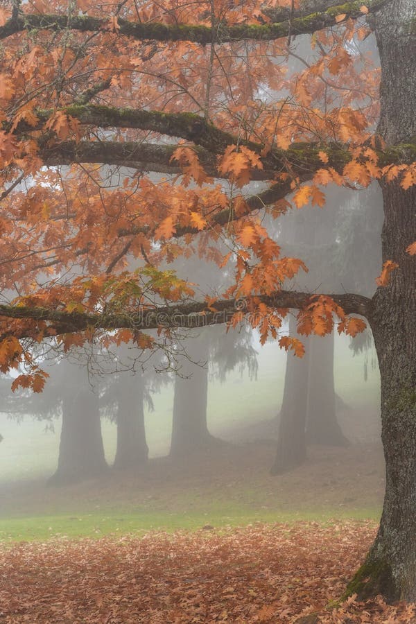 Foggy Forest Fall Colors in Forest Park Portland Oregon Stock Photo ...