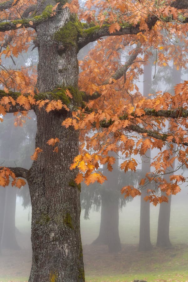 Foggy Forest Fall Colors in Forest Park Portland Oregon Stock Photo ...