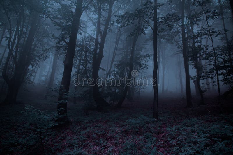 Foggy Forest, Halloween Concept Stock Image - Image of light, fantastic ...