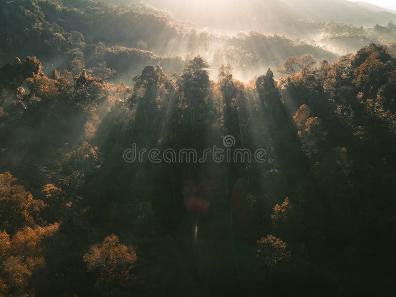 Foggy Forest Morning Light in the Forest from Above Stock Photo - Image ...