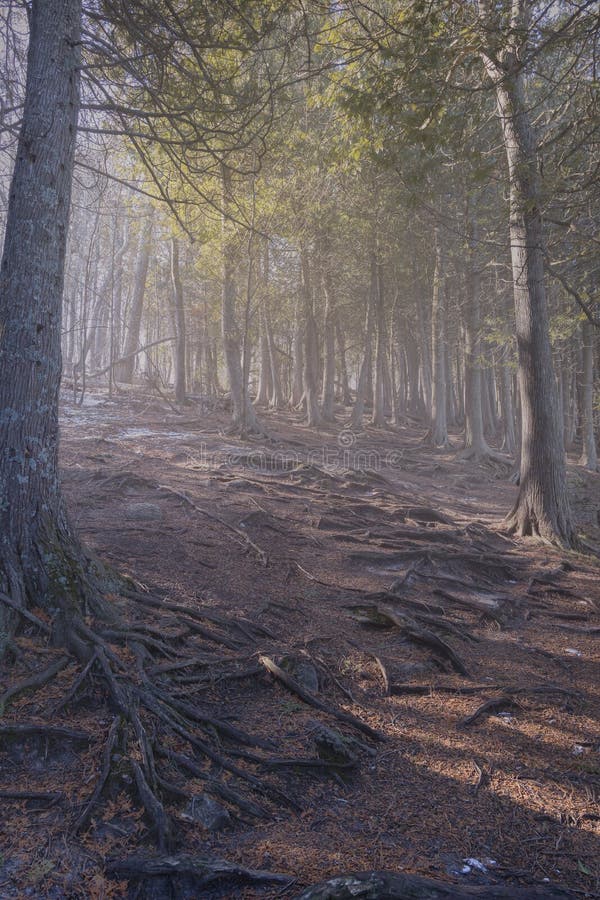 Foggy Forest stock image. Image of foggy, roots, tree - 209058651