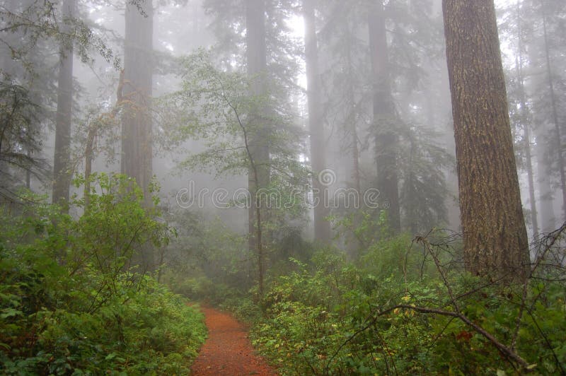Foggy Forest Path stock image. Image of hike, environment - 84865327