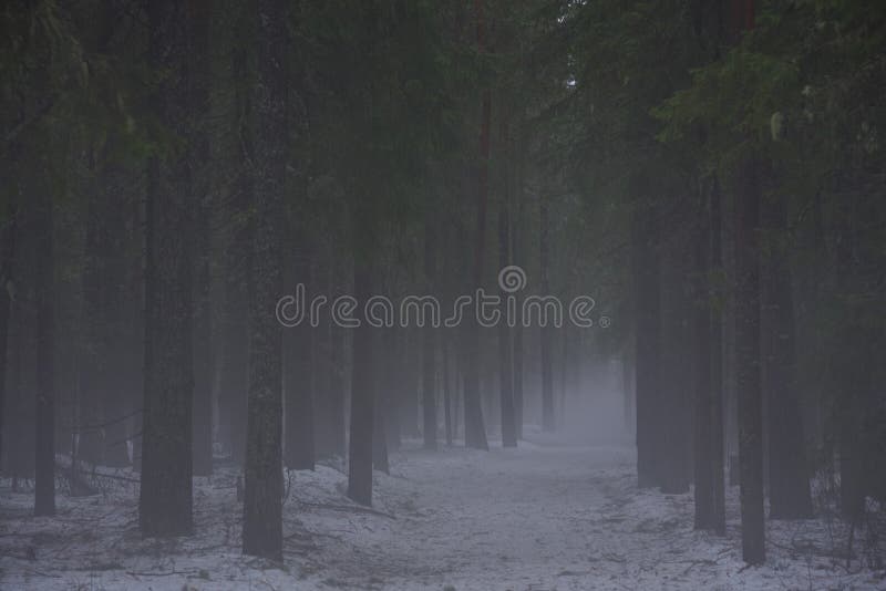 Foggy forest path stock photo. Image of beautiful, forest - 144619300