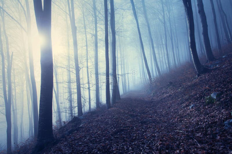 Foggy forest with pathway stock image. Image of adventure - 82064541