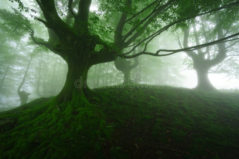 Foggy forest at spring stock image. Image of springtime - 62593697