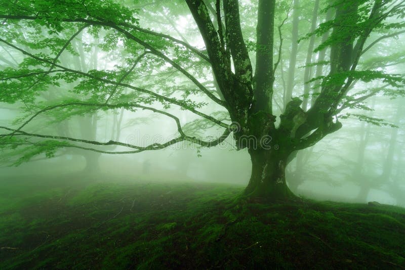 Foggy forest in spring stock image. Image of light, gorbea - 62885385