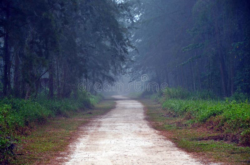 Foggy Forest Trail stock image. Image of path, track - 61411027