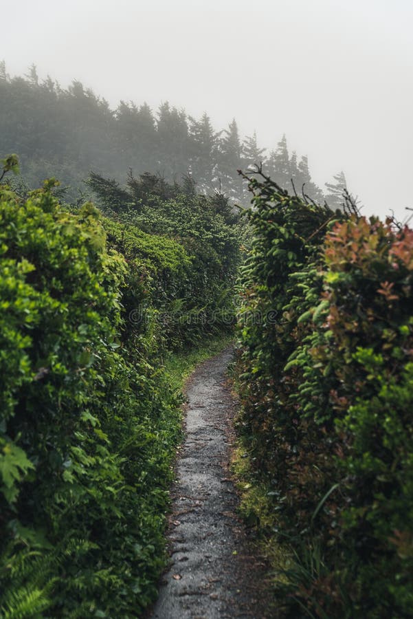 Foggy forest trail. stock image. Image of fresh, outdoors - 94834323