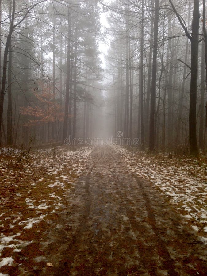 Foggy forest stock image. Image of ontario, foggy, forest - 47238269