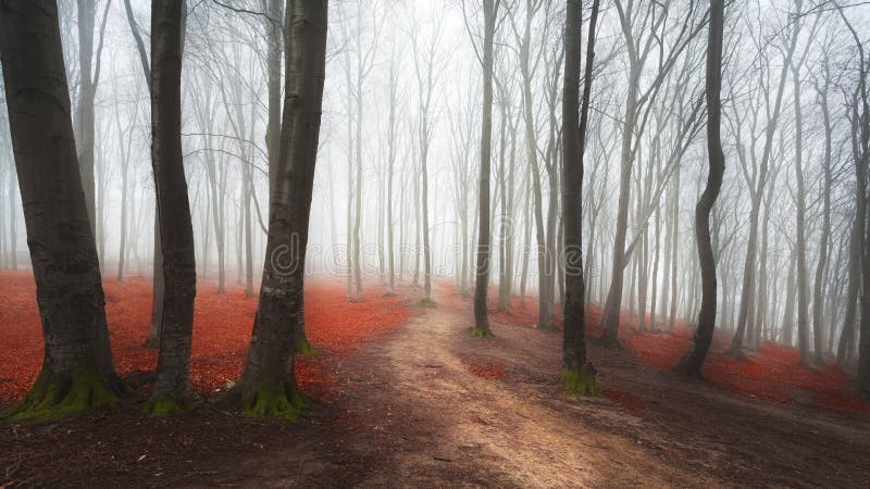 Foggy Forest Trail through Red Leaves Stock Photo - Image of quiet ...