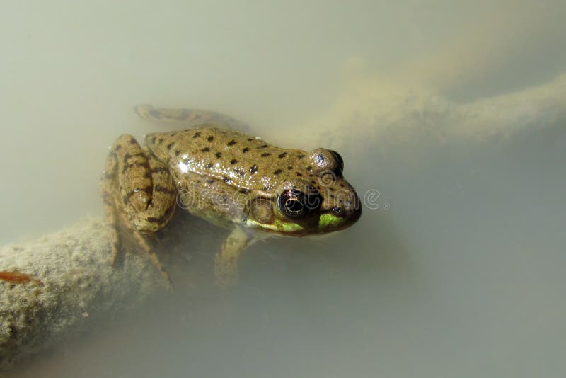 Foggy Frog stock image. Image of sunlight, submerged - 22354775