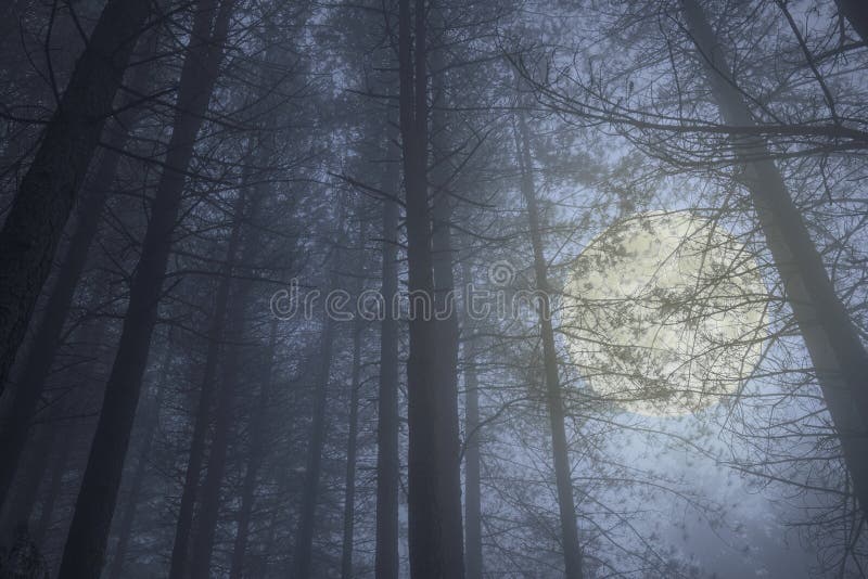 Foggy Full Noon Night in the Deep Woods Stock Photo - Image of mood ...