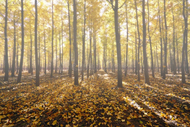 Foggy ginkgo forest stock image. Image of biloba, season - 61163053