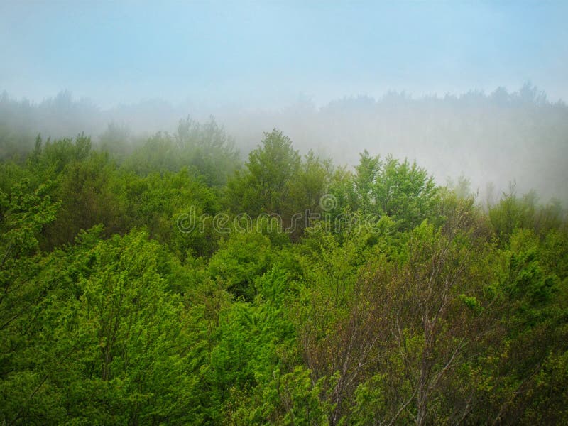 Foggy Green Forest Landscape Stock Photo - Image of leaf, hill: 218128390