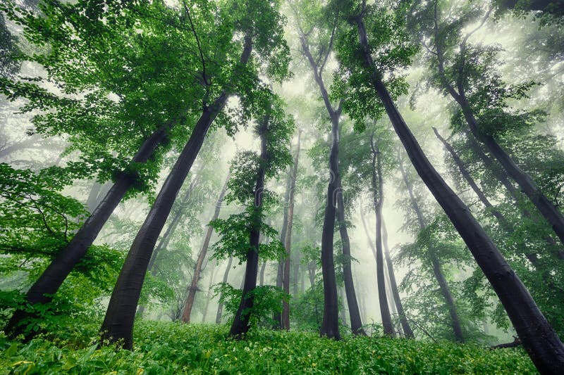 Foggy Green Forest in Spring Stock Photo - Image of green, road: 281812942