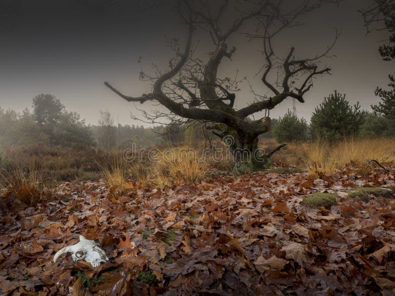 Foggy landscape with skull stock image. Image of colors - 204897021