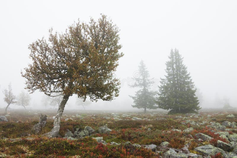Foggy Landscape with Trees in Fall Stock Image - Image of eerie, autumn ...