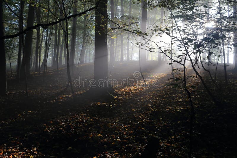 Foggy Magical Autumn Forest with Colorful Trees Stock Image - Image of ...