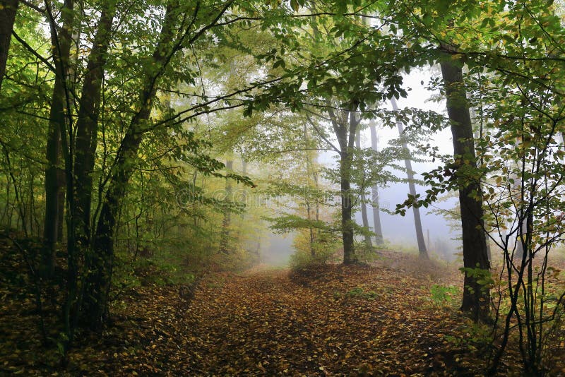 Foggy Magical Autumn Forest with Colorful Trees Stock Image - Image of ...