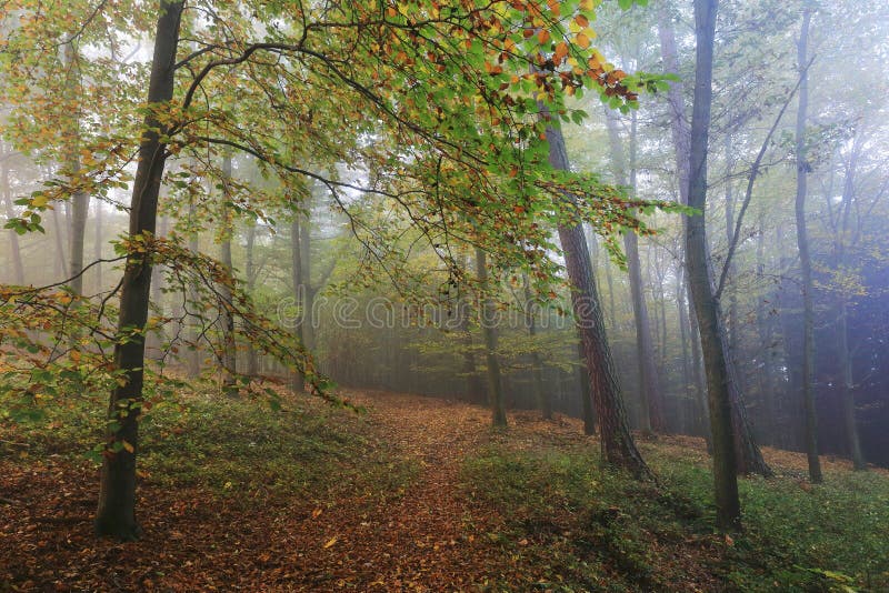 Foggy Magical Autumn Forest with Colorful Trees Stock Image - Image of ...