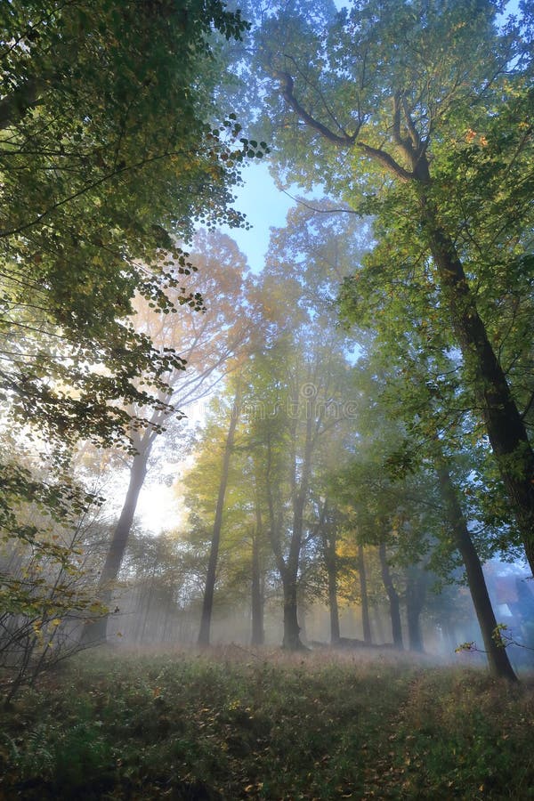 Foggy Magical Autumn Forest with Colorful Trees Stock Photo - Image of ...