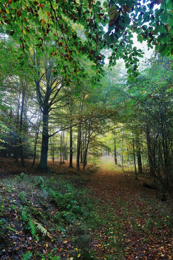 Foggy Magical Autumn Forest with Colorful Trees Stock Photo - Image of ...