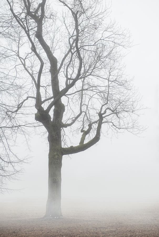 Foggy Moody Scene with Tree in Fog Stock Image - Image of plant ...