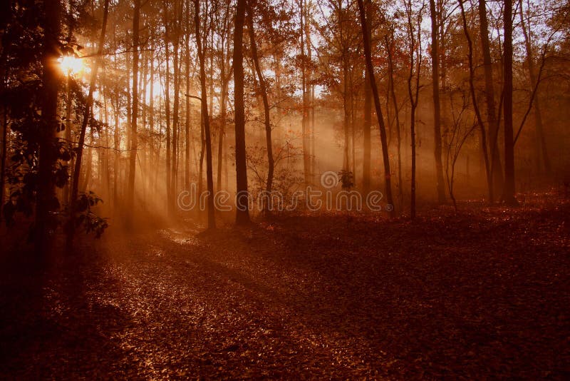 Foggy Morning stock image. Image of morning, orange, sunbeams - 4879015