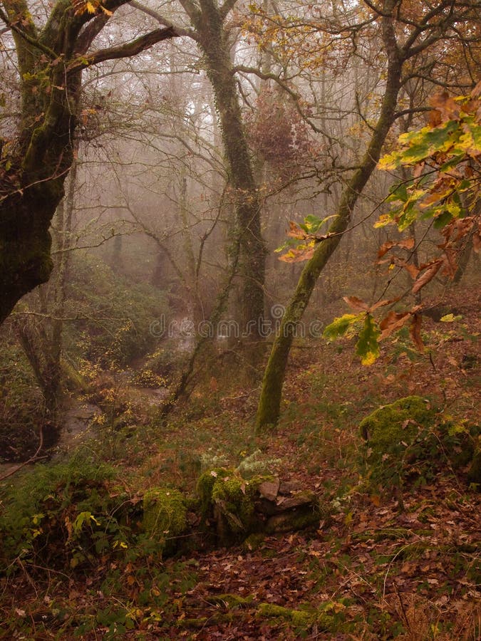 Foggy Morning Autumn Fall Scene on Forest Stock Photo - Image of ...