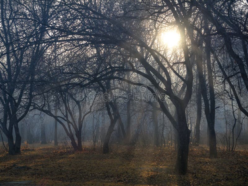Magic dawn stock photo. Image of leaf, woodland, forest - 235609396