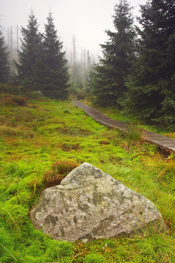 Foggy Morning in Dead Forest Stock Photo - Image of quietness, foggy ...