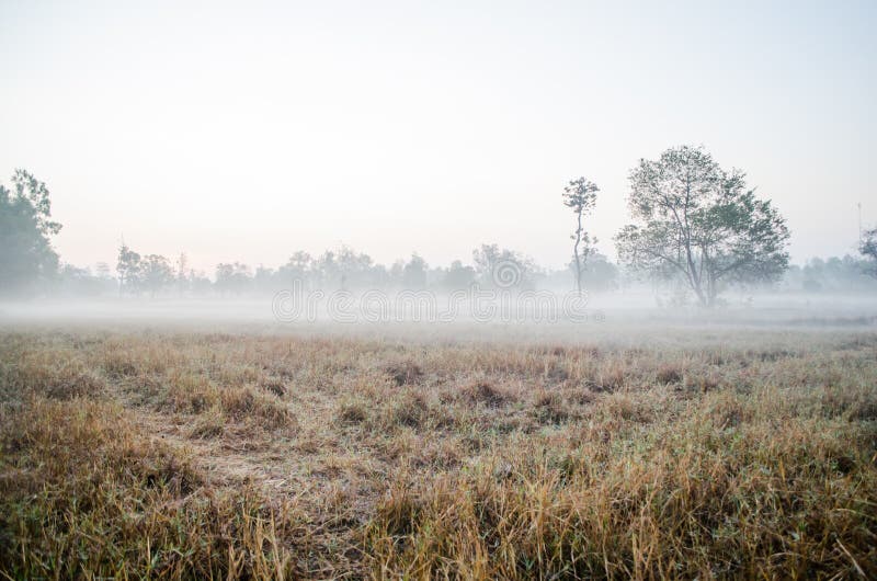 Foggy morning on field stock image. Image of light, beautiful - 49297461