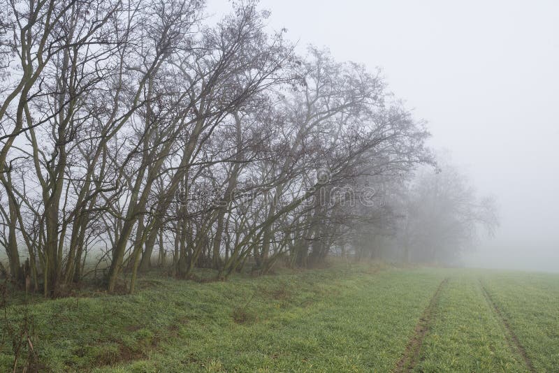Foggy Morning in the Field with Trees in Fall Stock Photo - Image of ...
