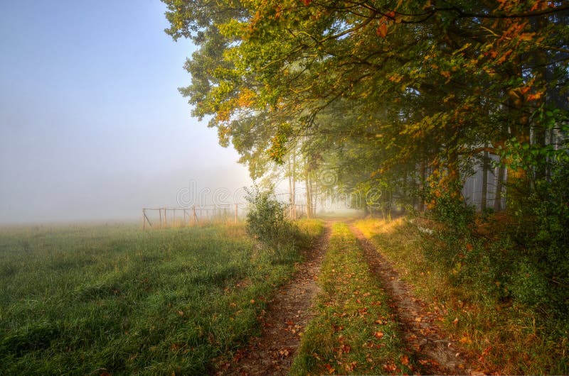 Foggy morning stock photo. Image of woodtree, foggy, wind - 40206146
