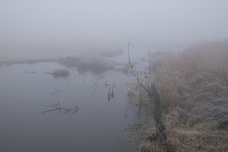 Foggy Morning. Dawn Outside the City Stock Photo - Image of outdoor ...