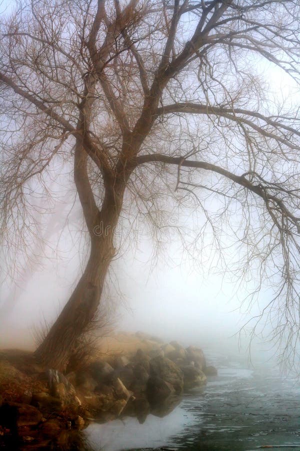 Foggy Morning by the Lake stock photo. Image of overhanging - 23979906