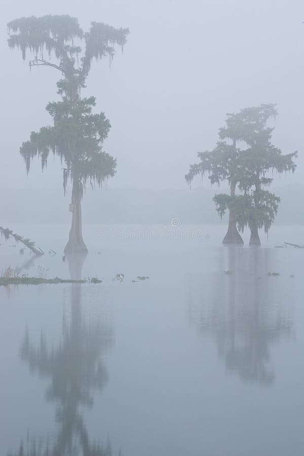 Foggy Morning on Lake Martin Stock Image - Image of moss, overcast ...
