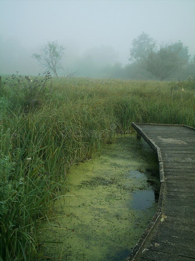 Foggy morning in Meadow stock photo. Image of platform - 2962238