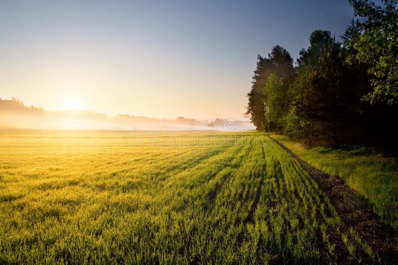 Foggy morning meadow stock image. Image of countryside - 51285121